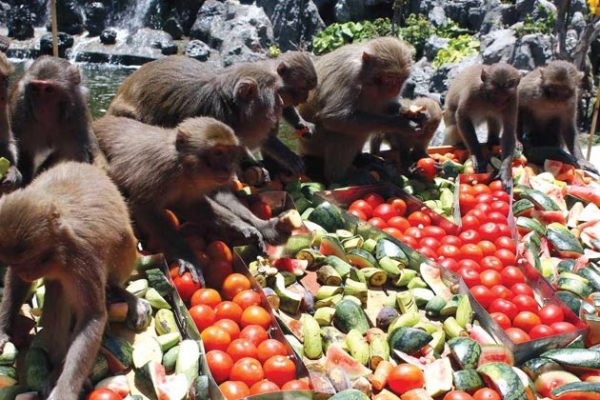 Monkey Island - Shore Excursions Asia