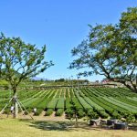 Jeju Stone Park - Shore Excursions Asia