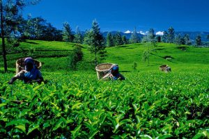 Colombo Traditional Tea & Herb Tour - Shore Excursions Asia