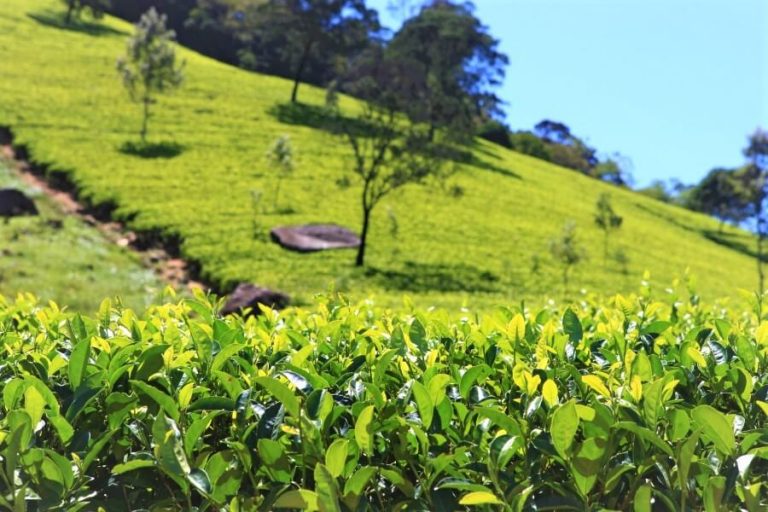Colombo Traditional Tea & Herb Tour - Shore Excursions Asia