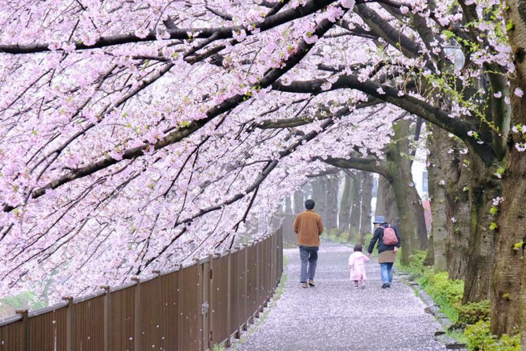 Tokyo Highlights Tour - Shore Excursions Asia