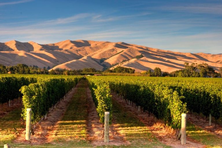 Marlborough Wine Country Discovery - Shore Excursions Asia